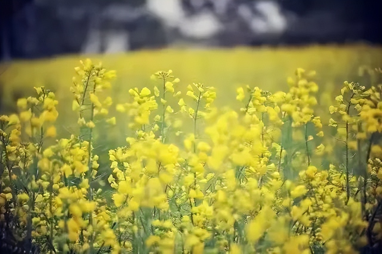 Come with me, I will take you to see Hanzhong, a small city favored by ...