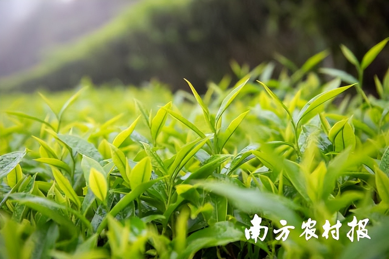 "China Natural Oxygen Bar" promises you! Breathe the fresh fragrance of ...