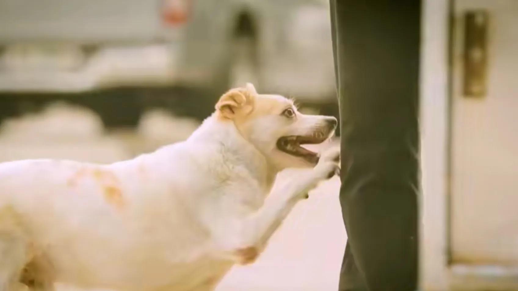 A stray dog who has a kindness to repay, give it a string of fish balls ...