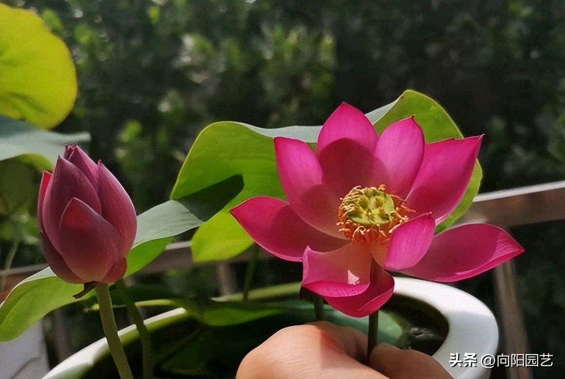 For planting bowl lotus in spring, it is best to use yellow mud, loess ...