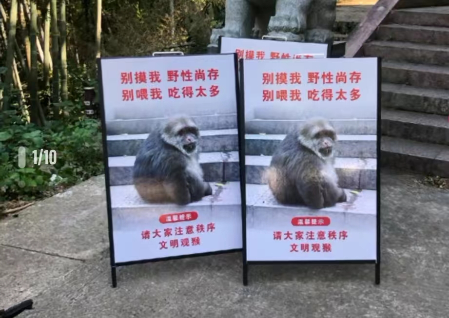 The monkey "star" in the Yanghu Temple became popular, and the ...