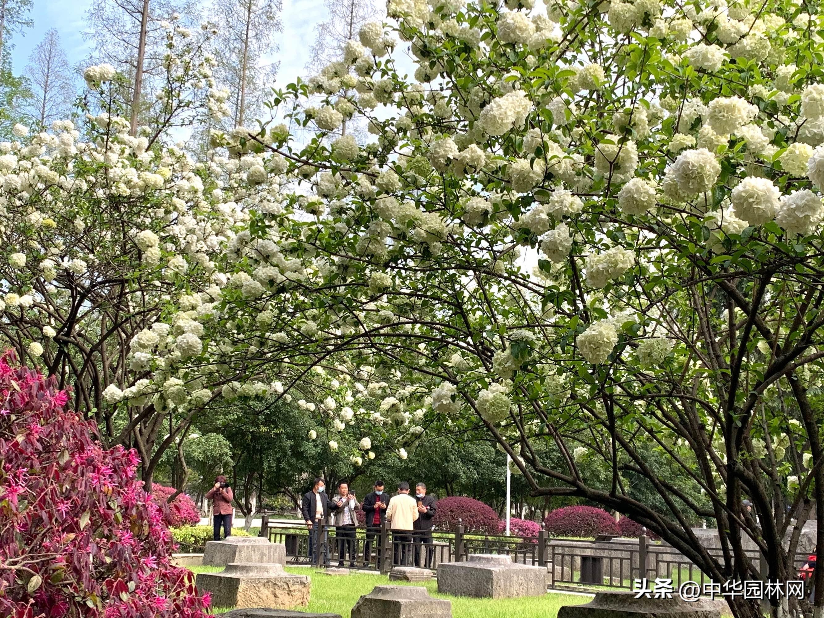 How to plant wood hydrangea, what to pay attention to, it can also be ...