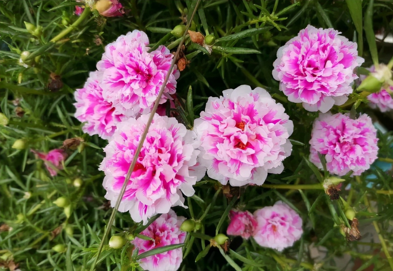 These 4 kinds of "lazy flower" prefer to bask in the sun, entering the ...