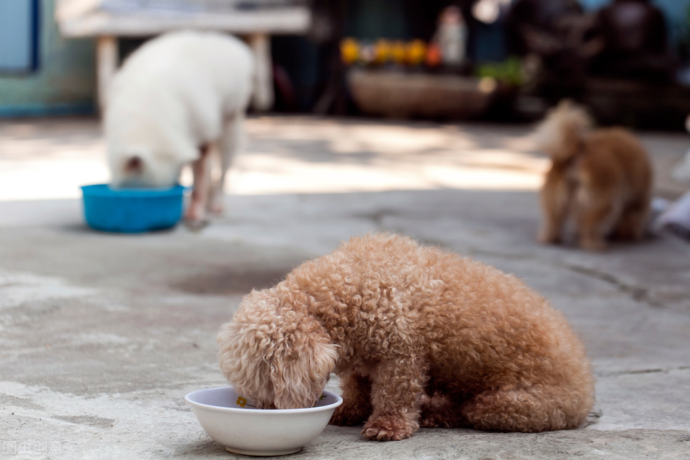 What to do if the teddy dog can't poop - iNEWS