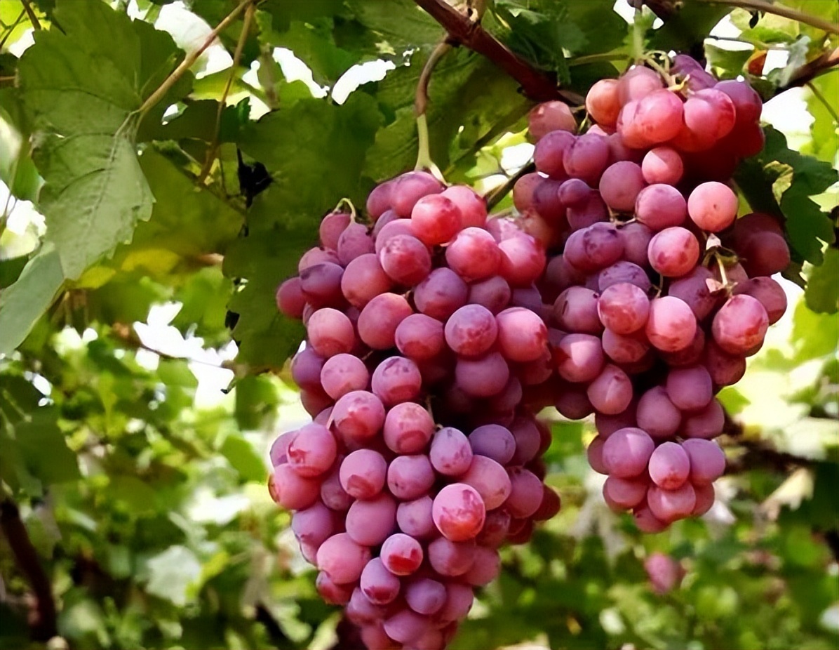 Can people with high blood fat not eat grapes in summer? Doctor: If you ...