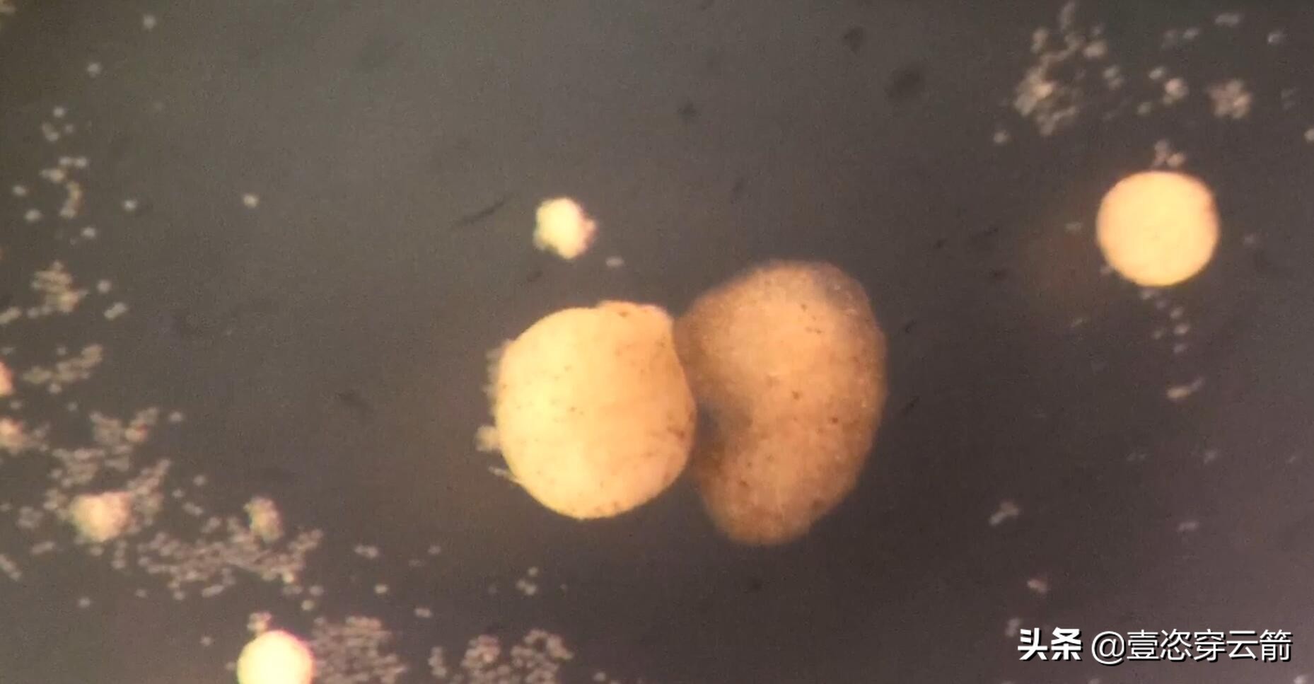 Shock!Save or destroy?The world's first self-reproducing heterogeneous ...