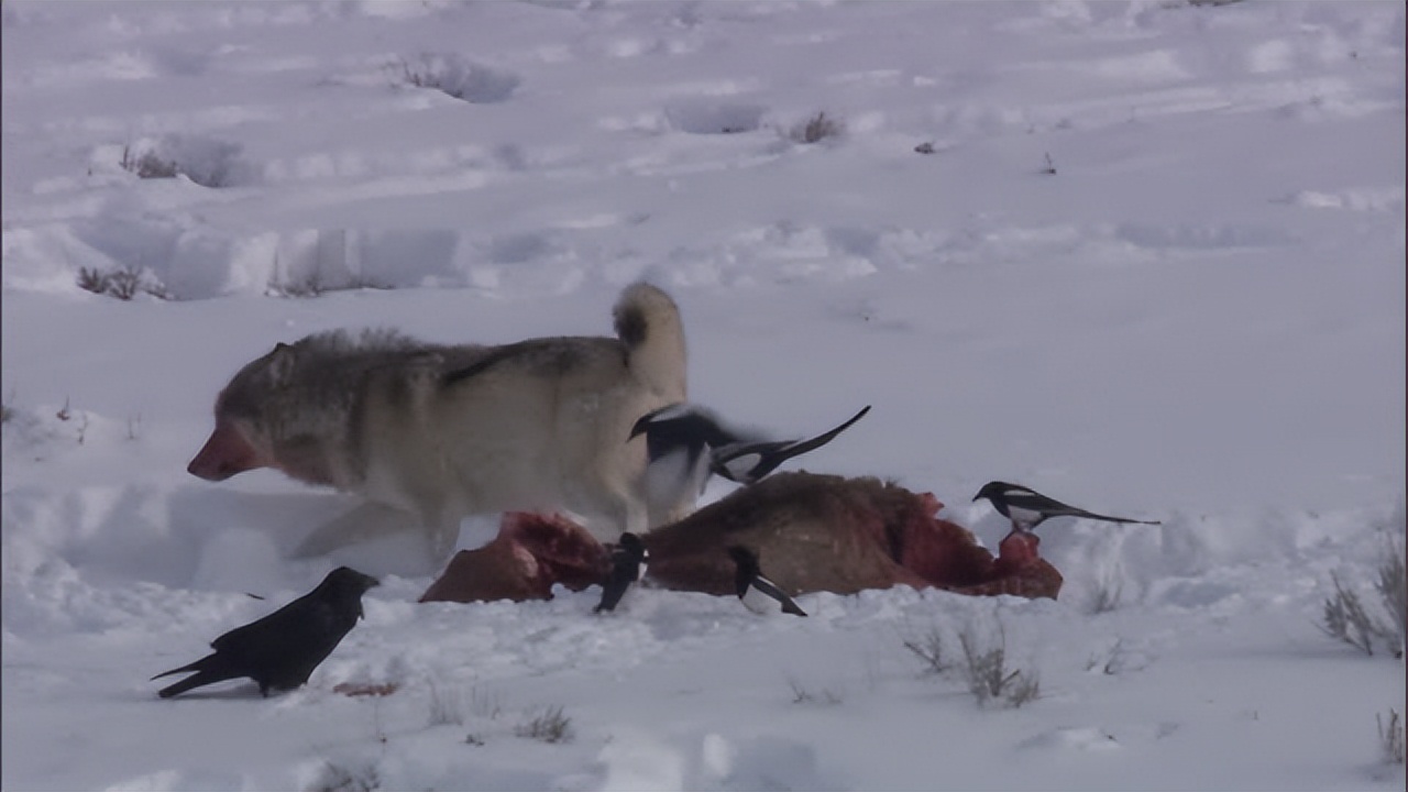 Why do wolves change the course of rivers - iNEWS