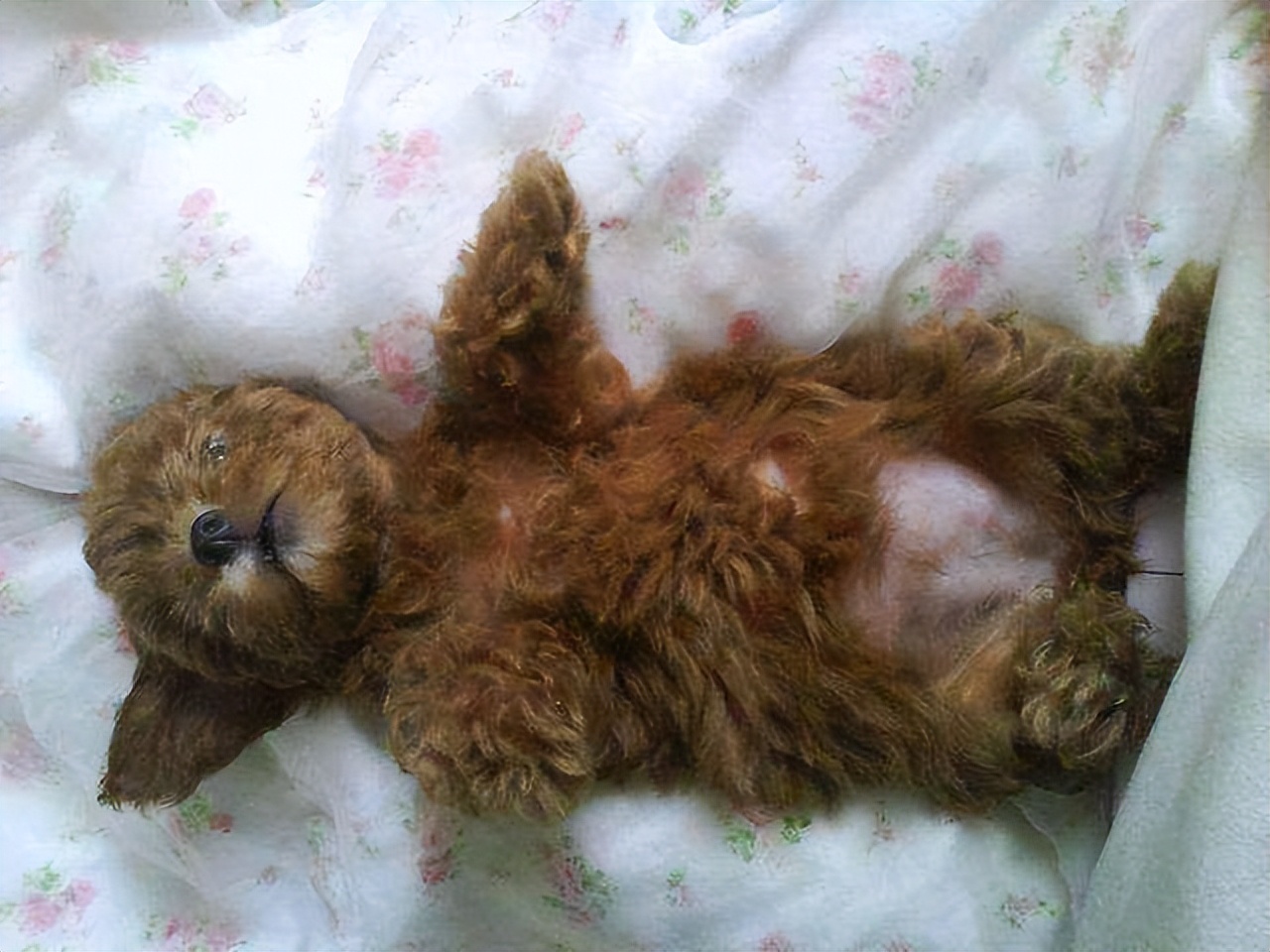 Teddy sleeps on all sides, not to be cute, but for these 3 reasons - iNEWS
