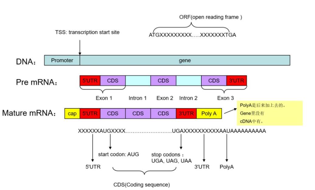 CHIP-Seq(4):把bam文件轉為bw文件，使用deeptools進行可視化 - 資訊咖