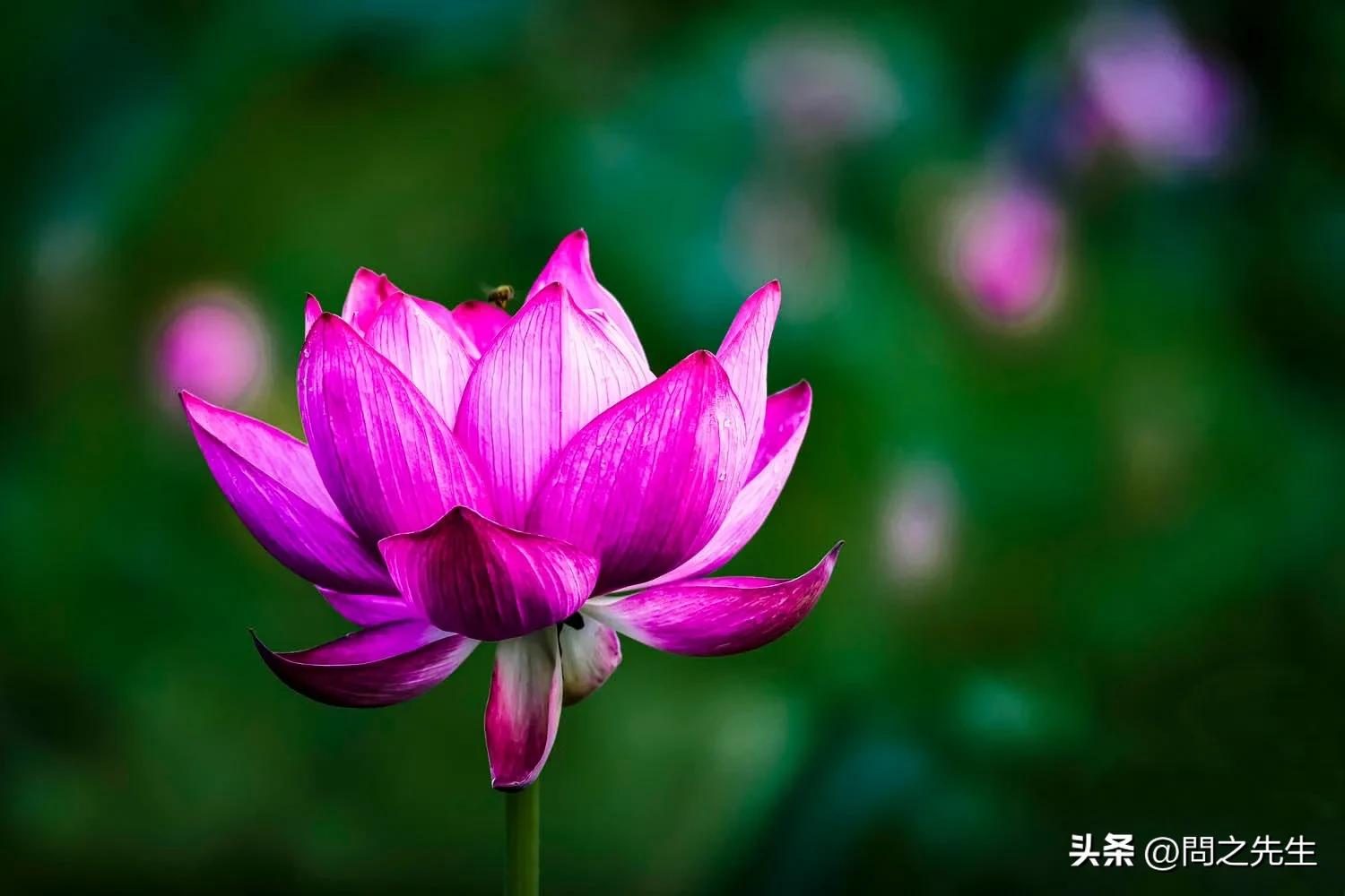 Two Poems • Summer Idle Songs - iNEWS