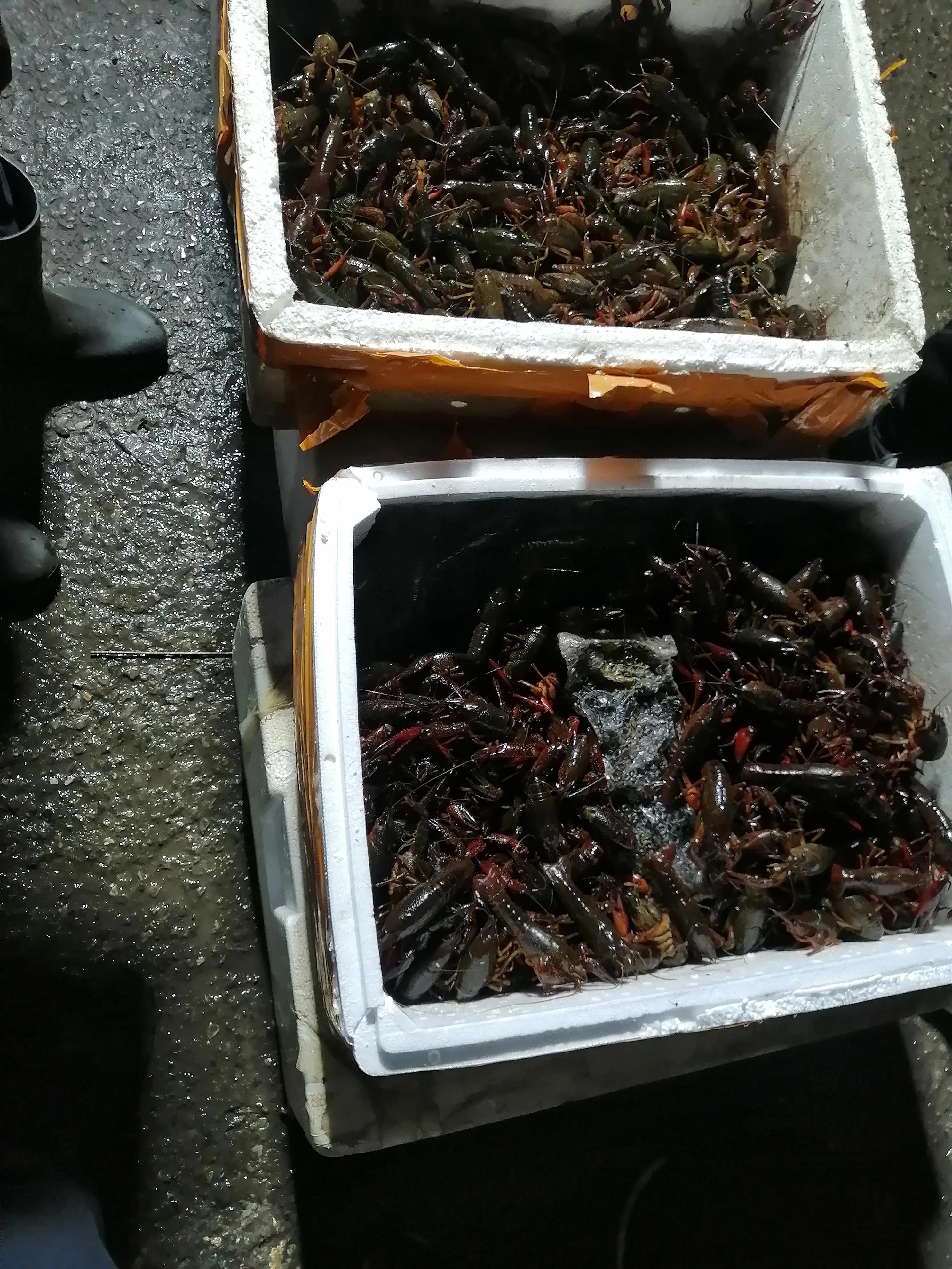 The price of crayfish today can completely achieve lobster freedom - iMedia