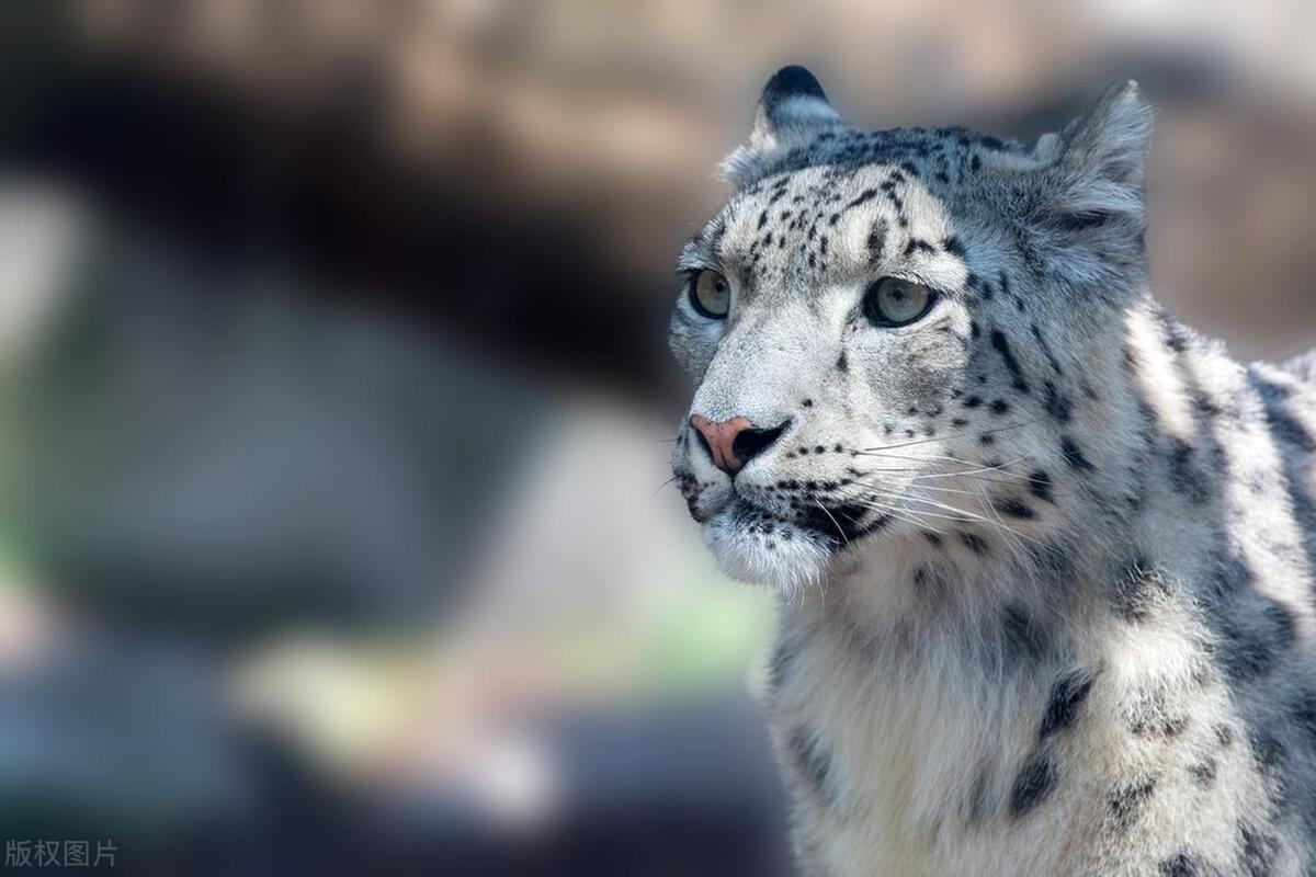Revealed: The secret evolutionary history of snow leopards is so ...