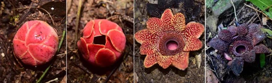 Vulnerable Plants: Parasitic Flowers - iNEWS
