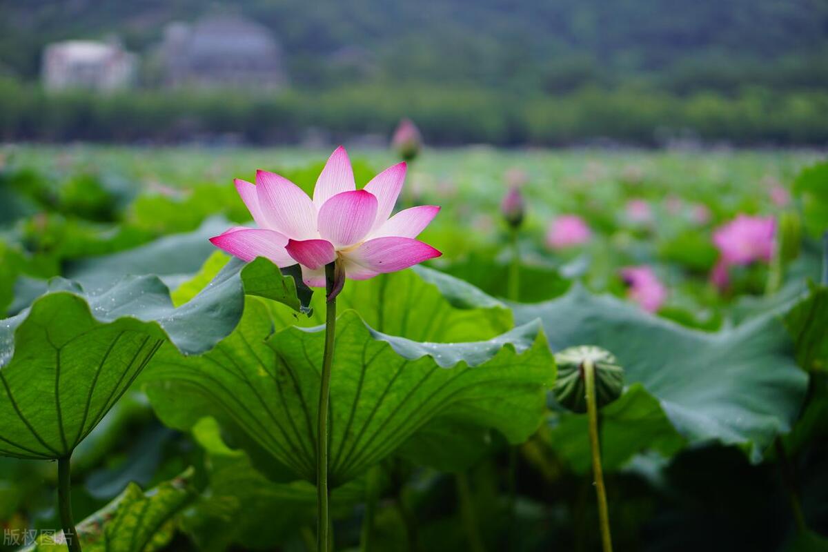 What kind of style does Xia Yuhe look like in the poet's writing? - iMedia