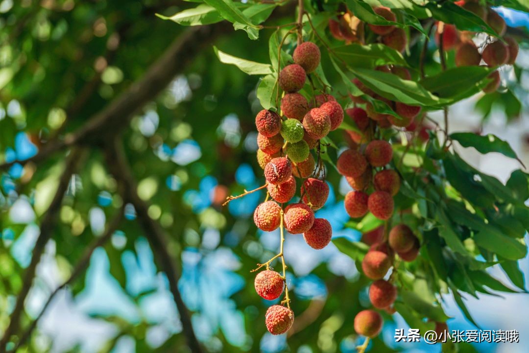 "The Lychee of Chang'an"-From the perspective of litchi to see how ...