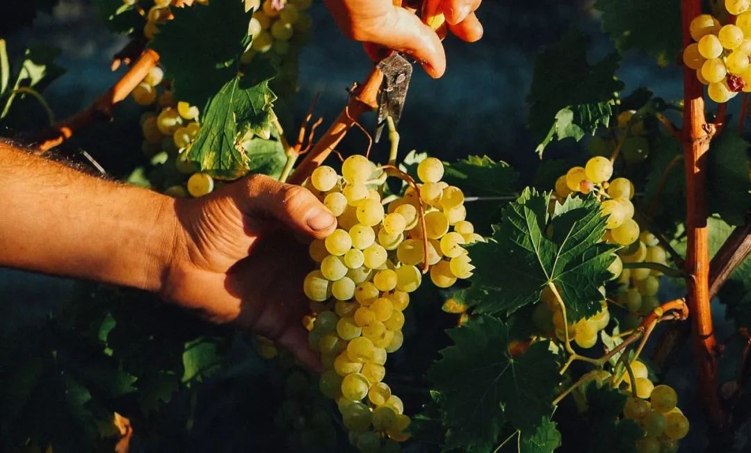 [Complete Analysis of Varieties] Moscato: It can be, but not just ...
