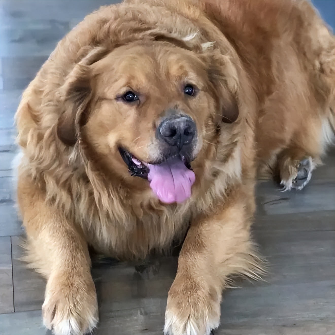 The golden retriever is overweight, and the owner invited a fitness ...