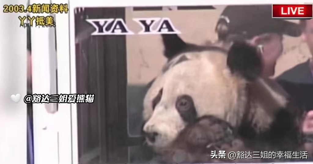 When I discussed Yaya, the giant panda in America with my children ...
