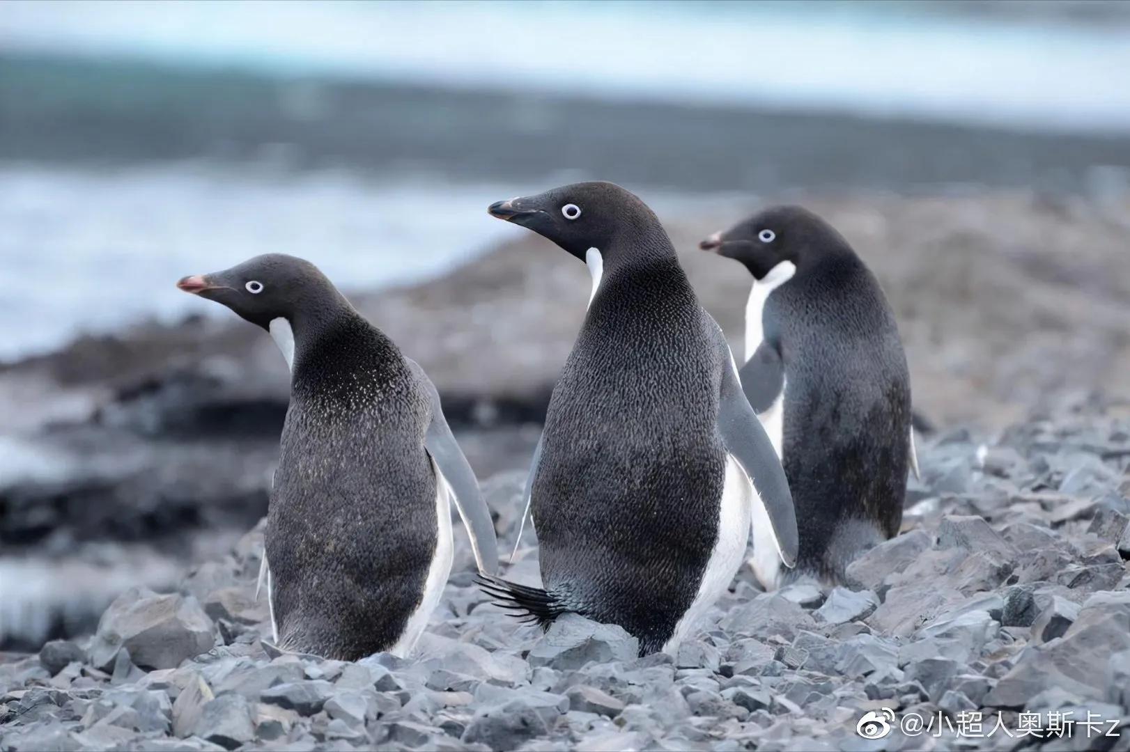 animals of the polar regions - iNEWS