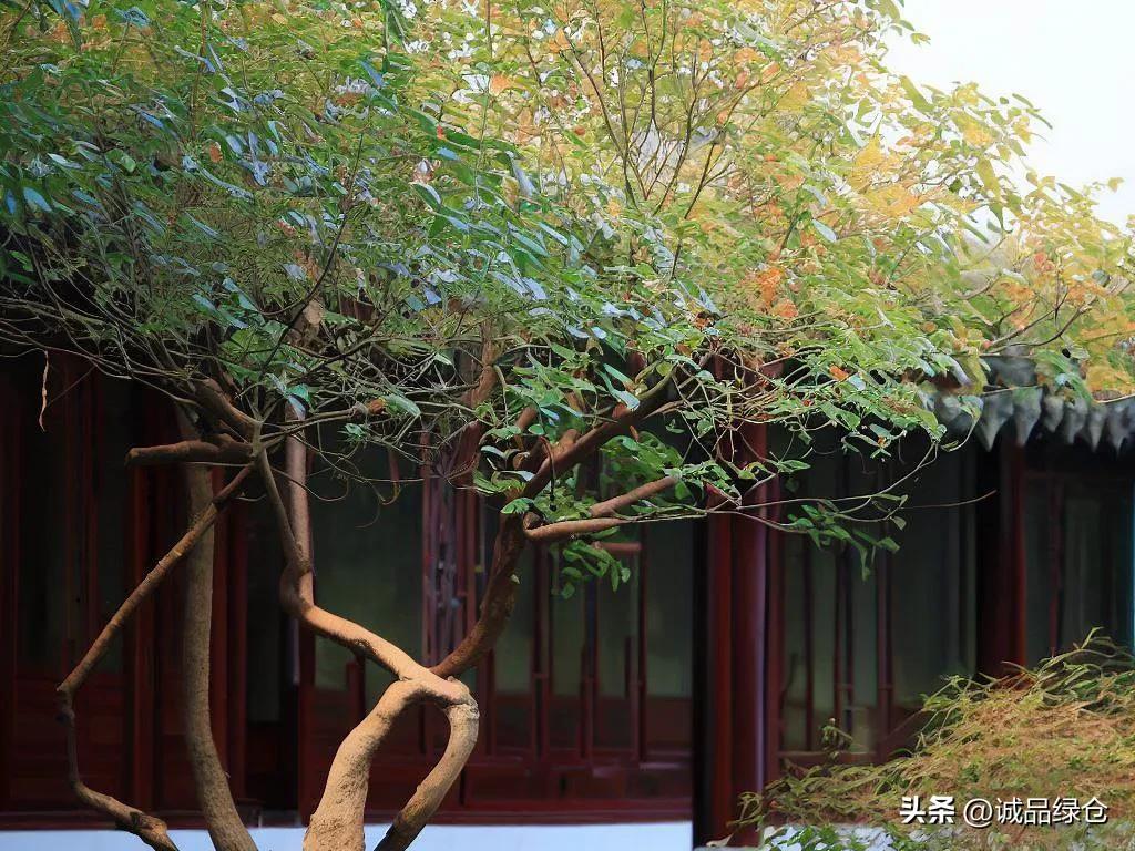 The maintenance secrets of the happiness tree, only one can grow lush ...