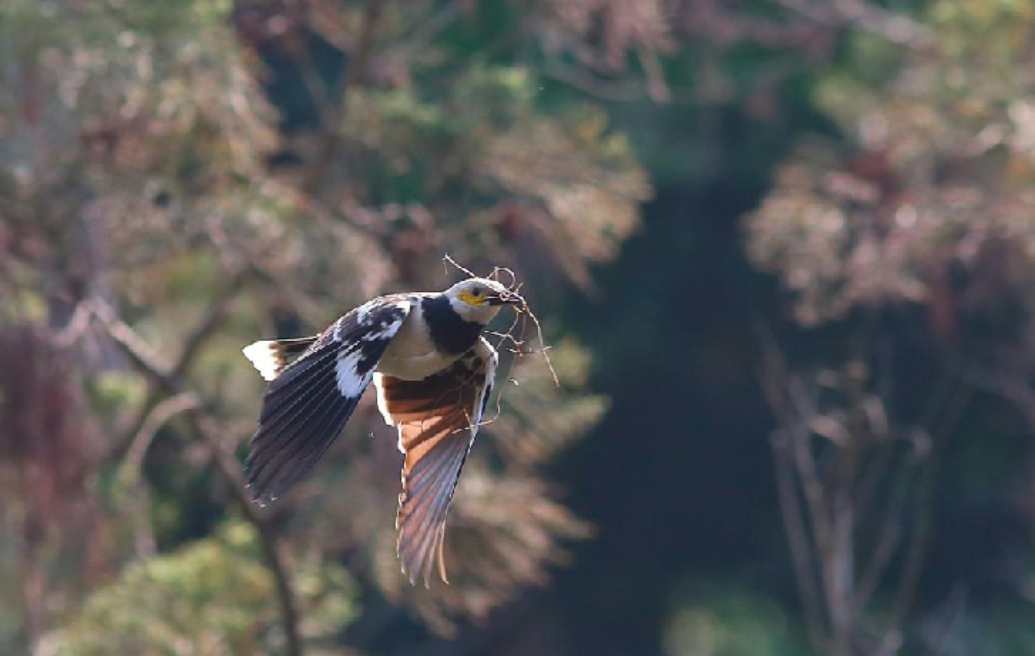 In 1890, the United States released 60 birds, and now it is losing $1 ...