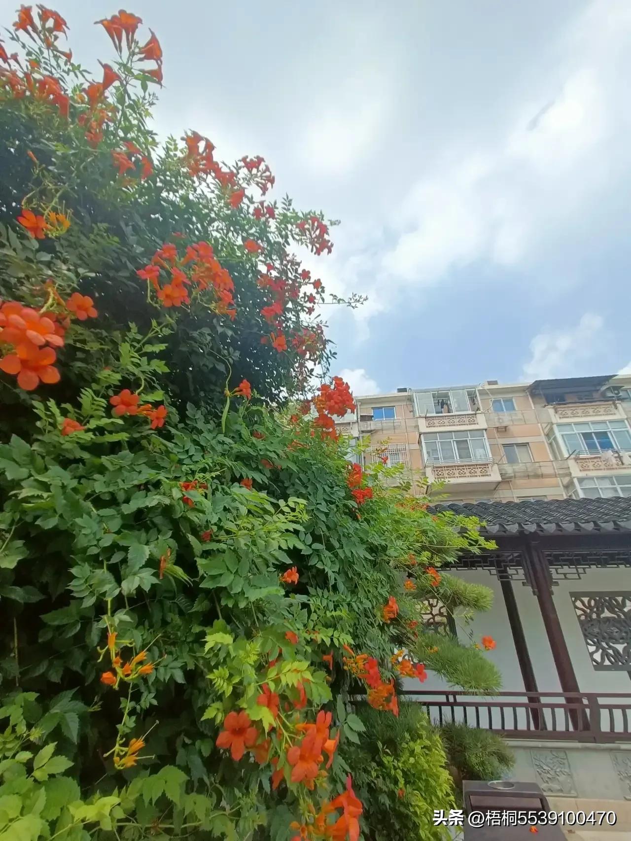 Beautiful Ling Xiao Blossom Season - iMedia