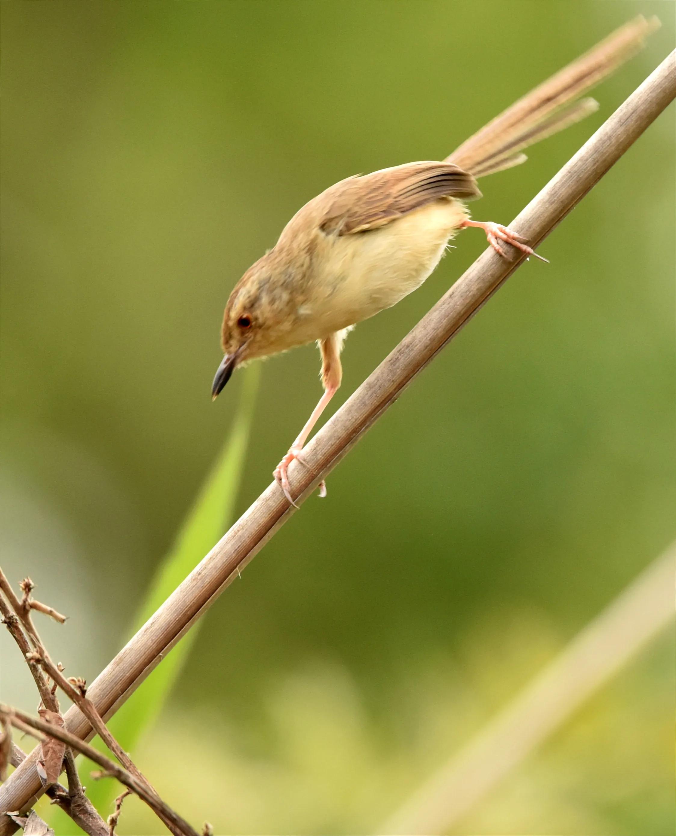 Solid Colored Wren - iNEWS