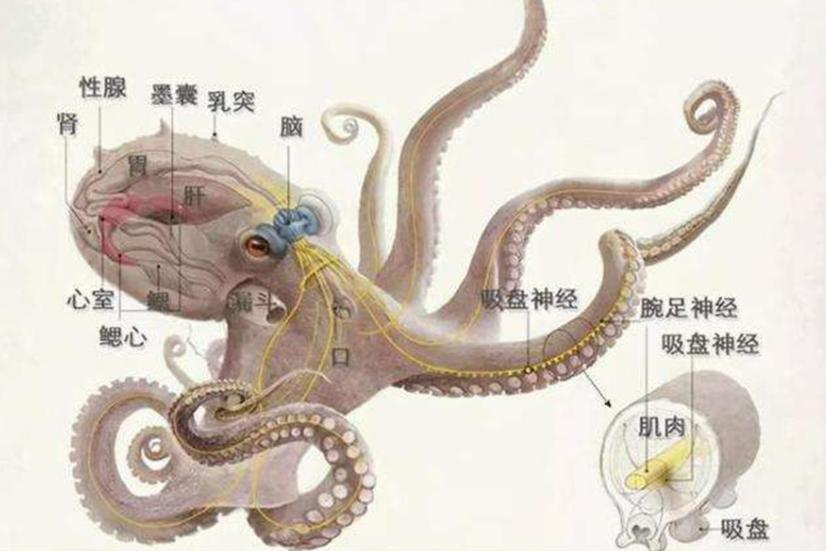 The embodiment of ocean intelligence, what amazing intelligence and ...