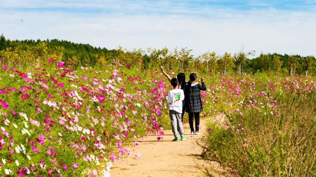 Gesang flowers are blooming on Ziyunling, Sifangtai District ...