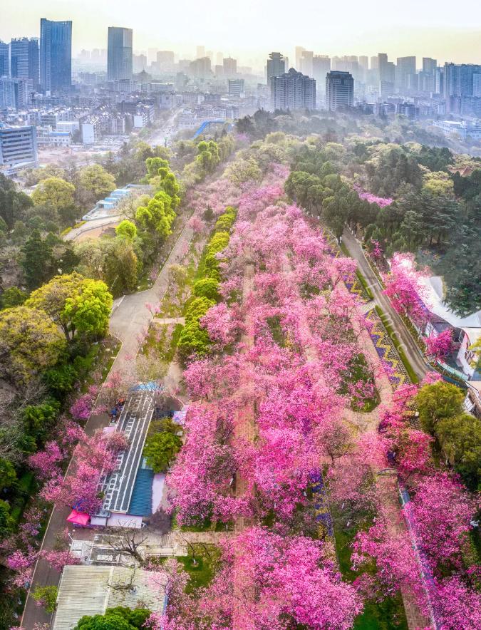 Spring in Yunnan is really intoxicating - iNEWS