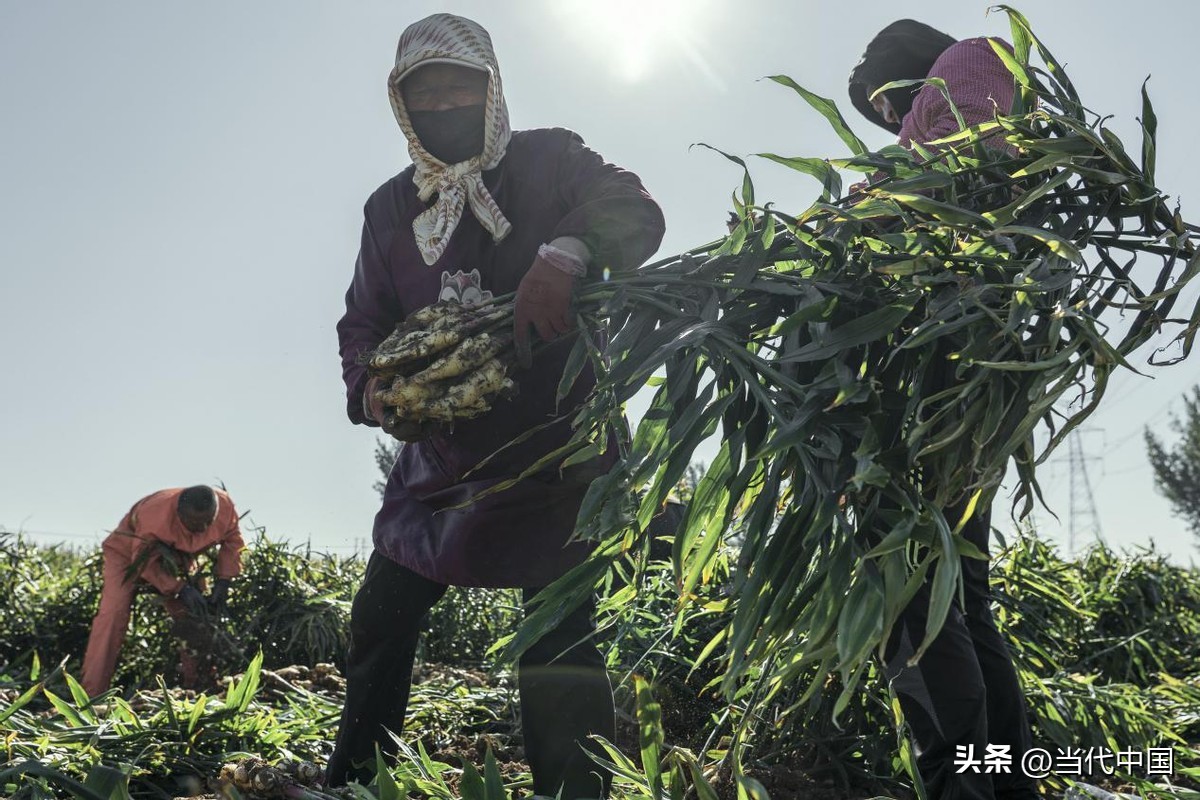 Little Ginger Big Economy - iNEWS