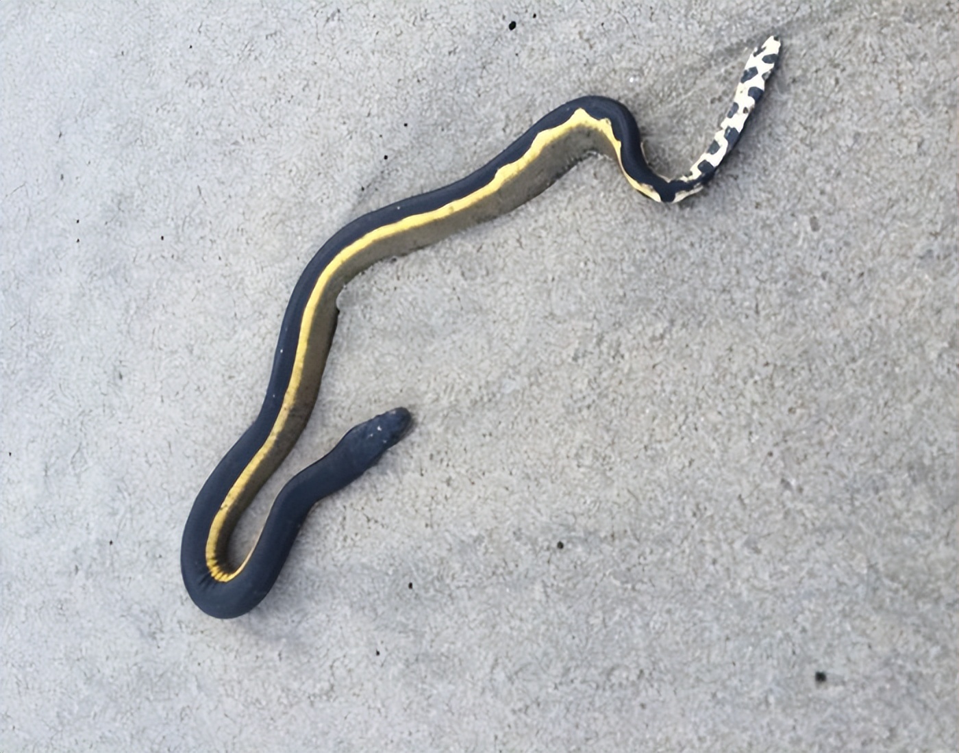 Why do bottlenose dolphins eat yellow-bellied sea snakes? It can be ...