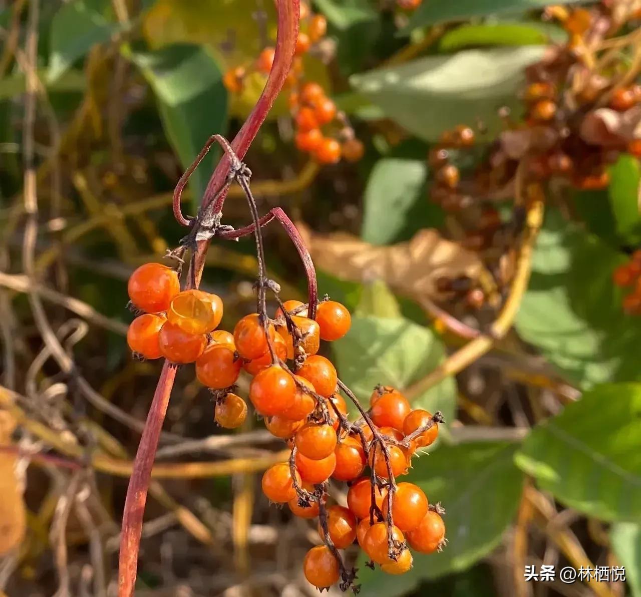 Chicken shit vine, a treasure plant dragged down by its name - iMedia