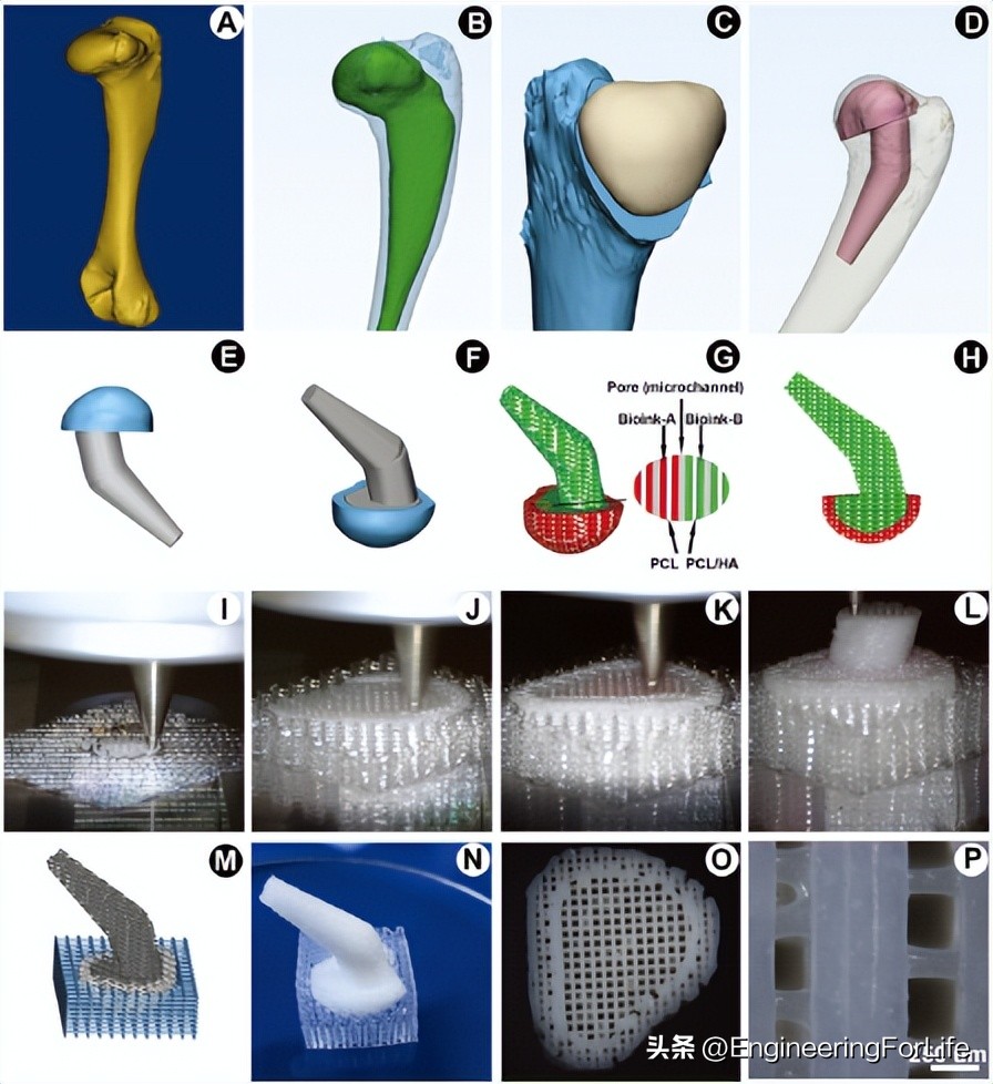 Three-dimensional bioprinted anisotropic scaffolds with dual modulation of endochondral ...