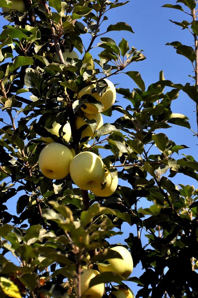 Early Autumn Song (original) - iNEWS