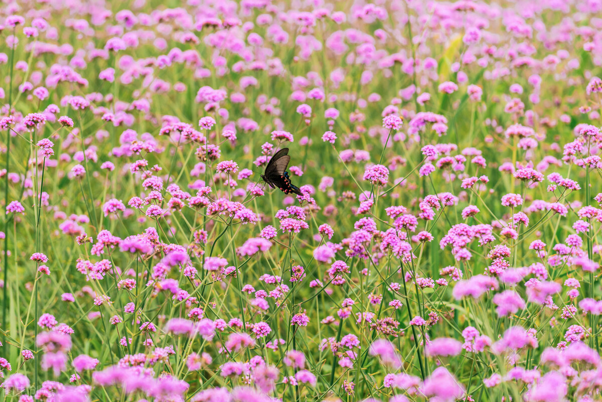 I can't hide it!These 8 places in Chengdu bloom into a sea of flowers ...