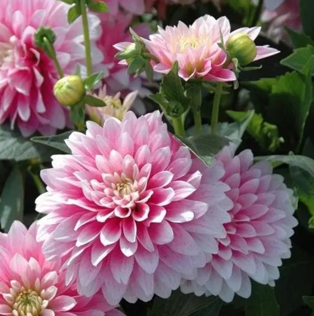 Three kinds of beautiful flowers, after being raised in autumn, they ...