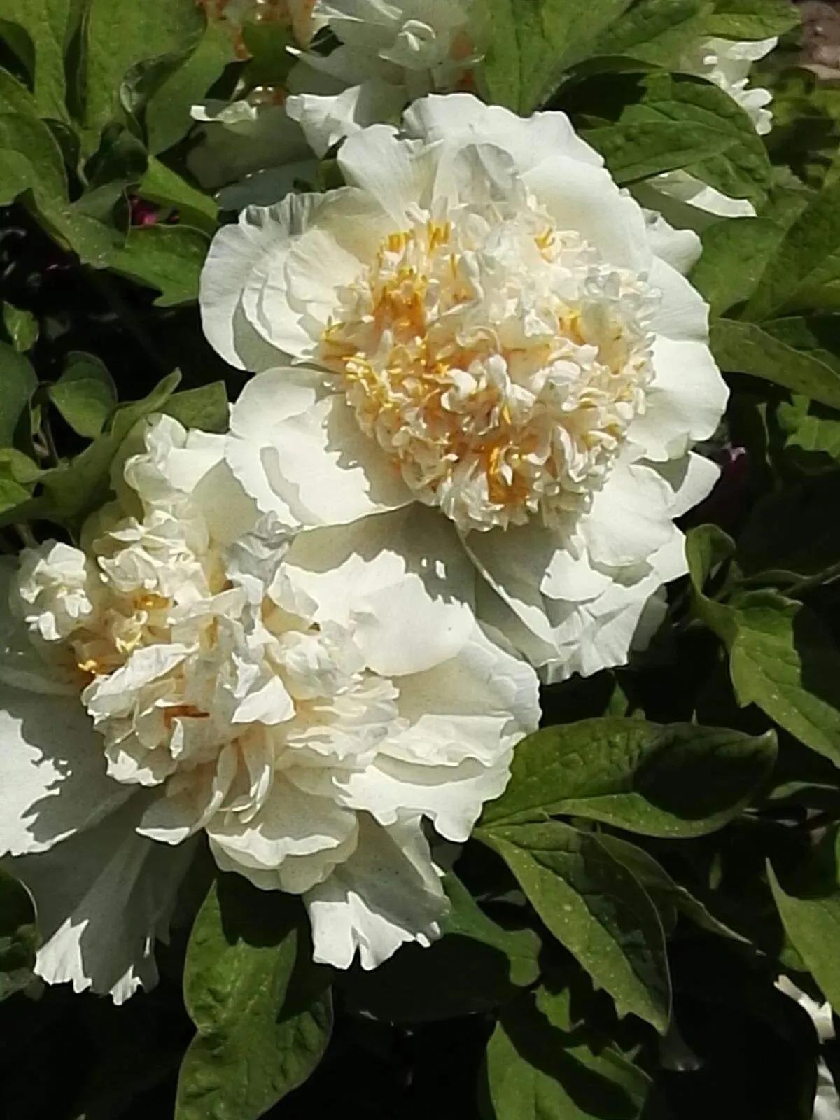"Hundred Flowers Collection" (716) - iNEWS
