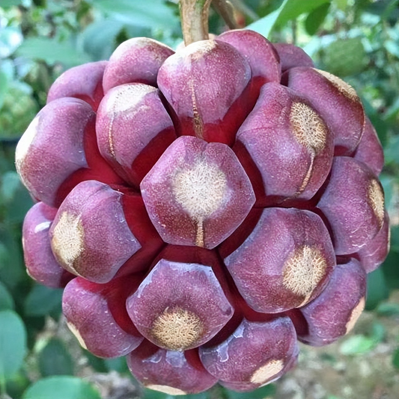 In Search of the World's Weirdest Fruits: 10 Fruits You've Probably ...
