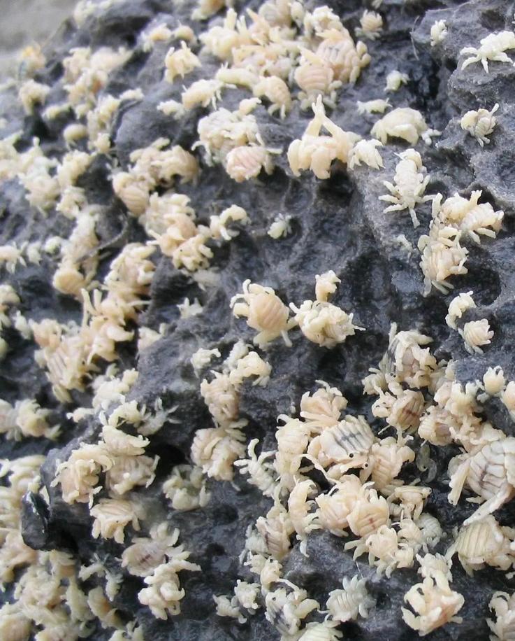 Captain America helped the gray whale pick whale lice. Since the gray ...