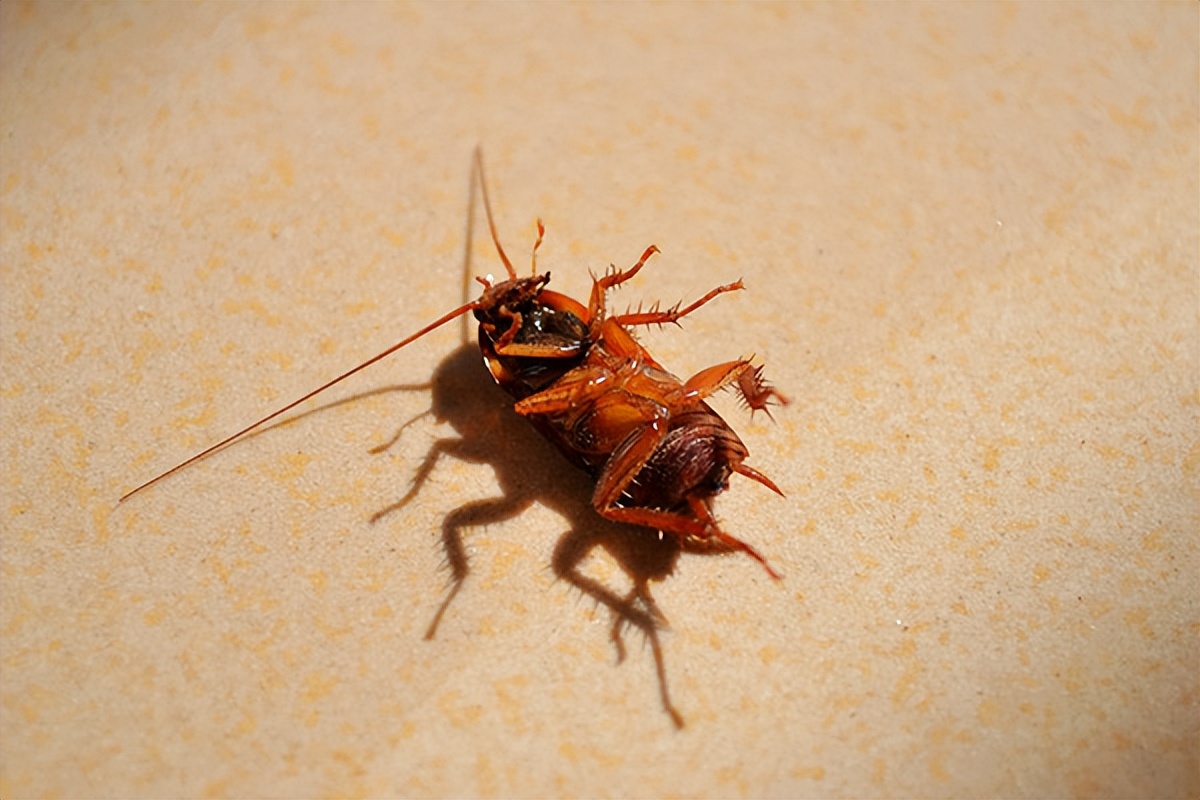Correctly understand the dangers of cockroaches, reveal the secrets of ...