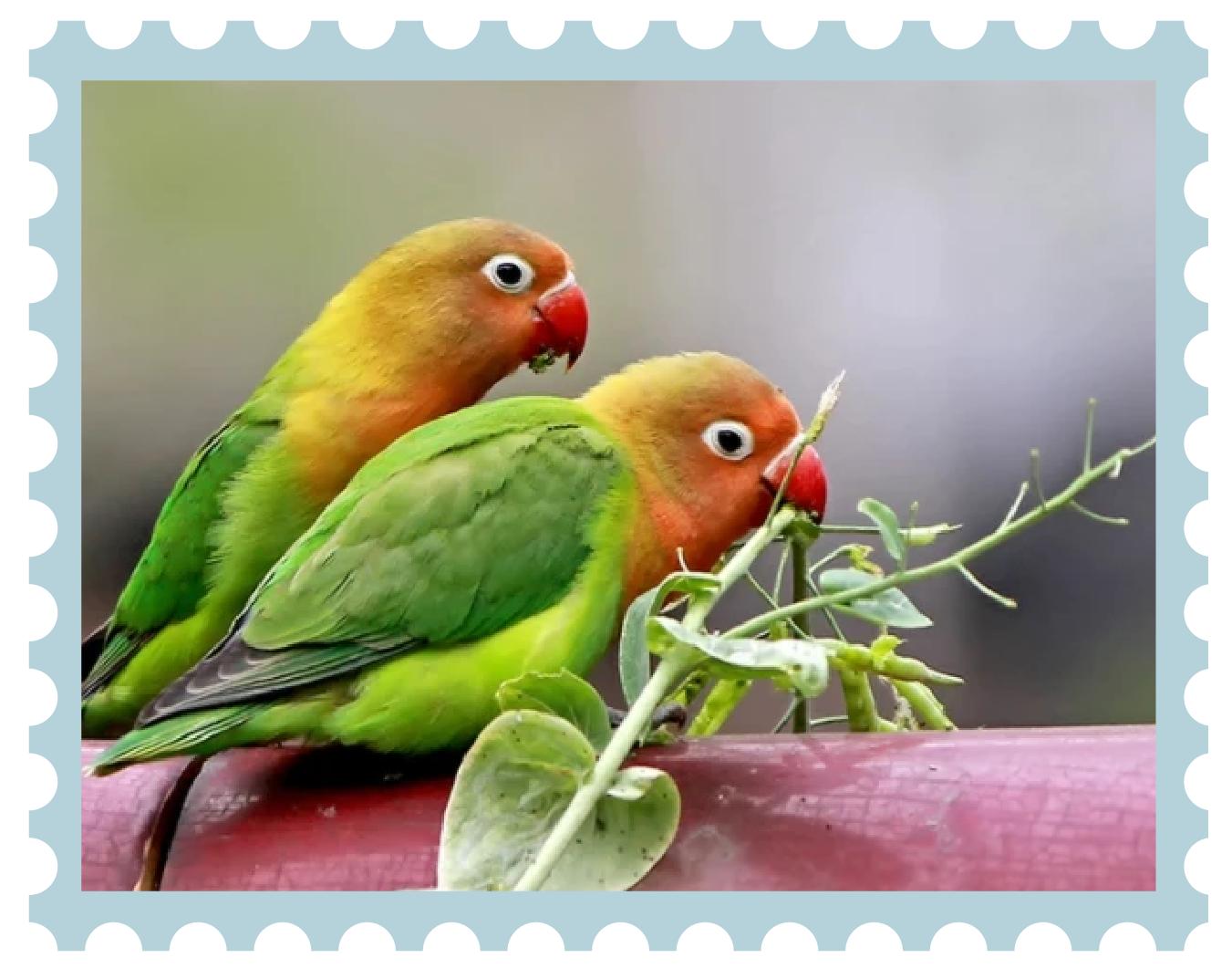 How to spend the Chinese Valentine's Day? How about raising a pair of ...