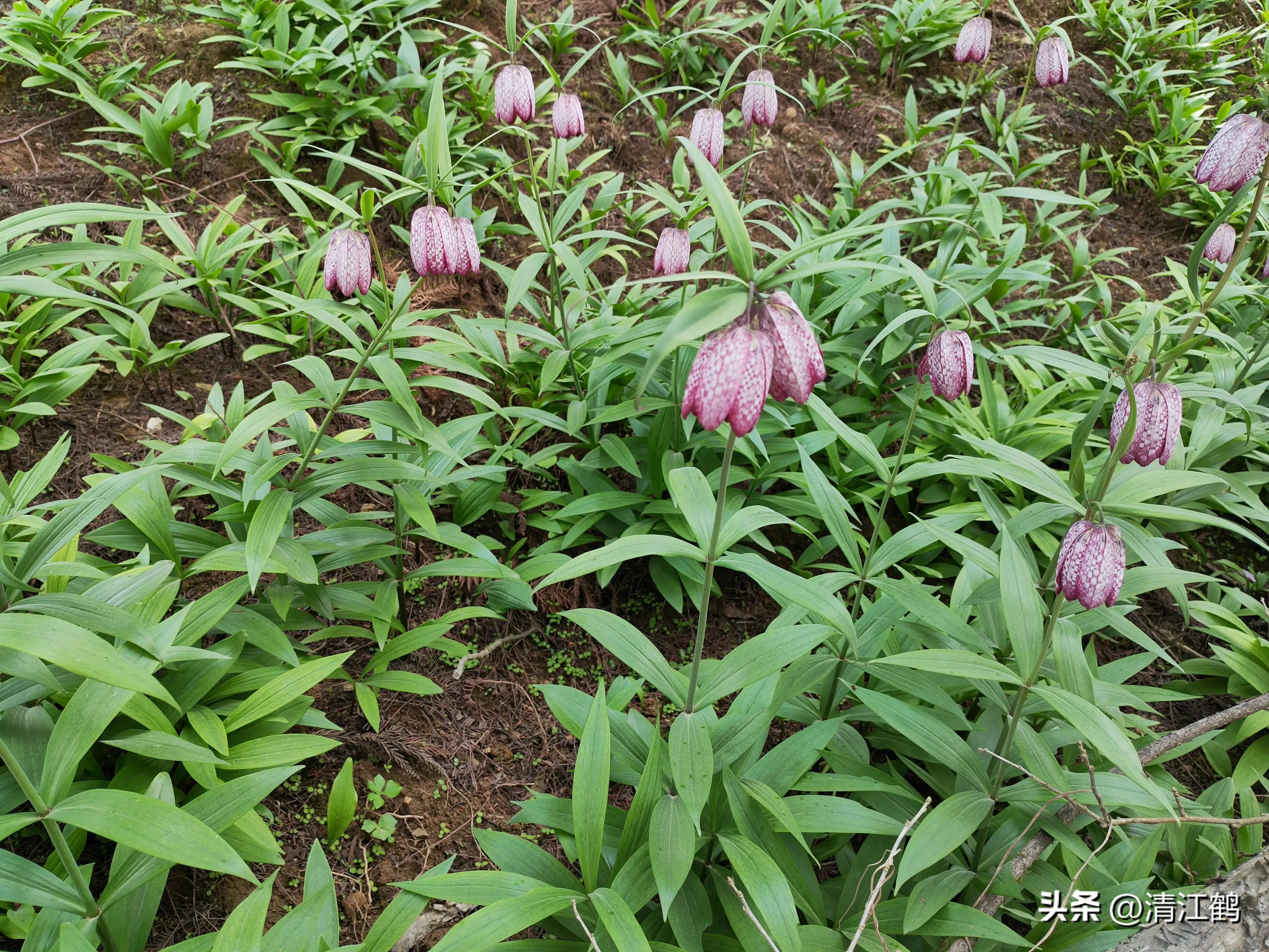 What are the reasons for "withering" and "dead trees" in the flowering ...