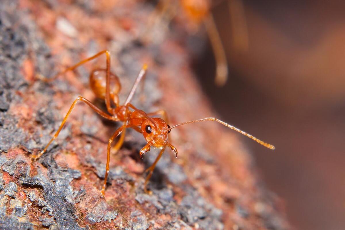 How toxic are red fire ants? Absolutely beyond your imagination, run as ...