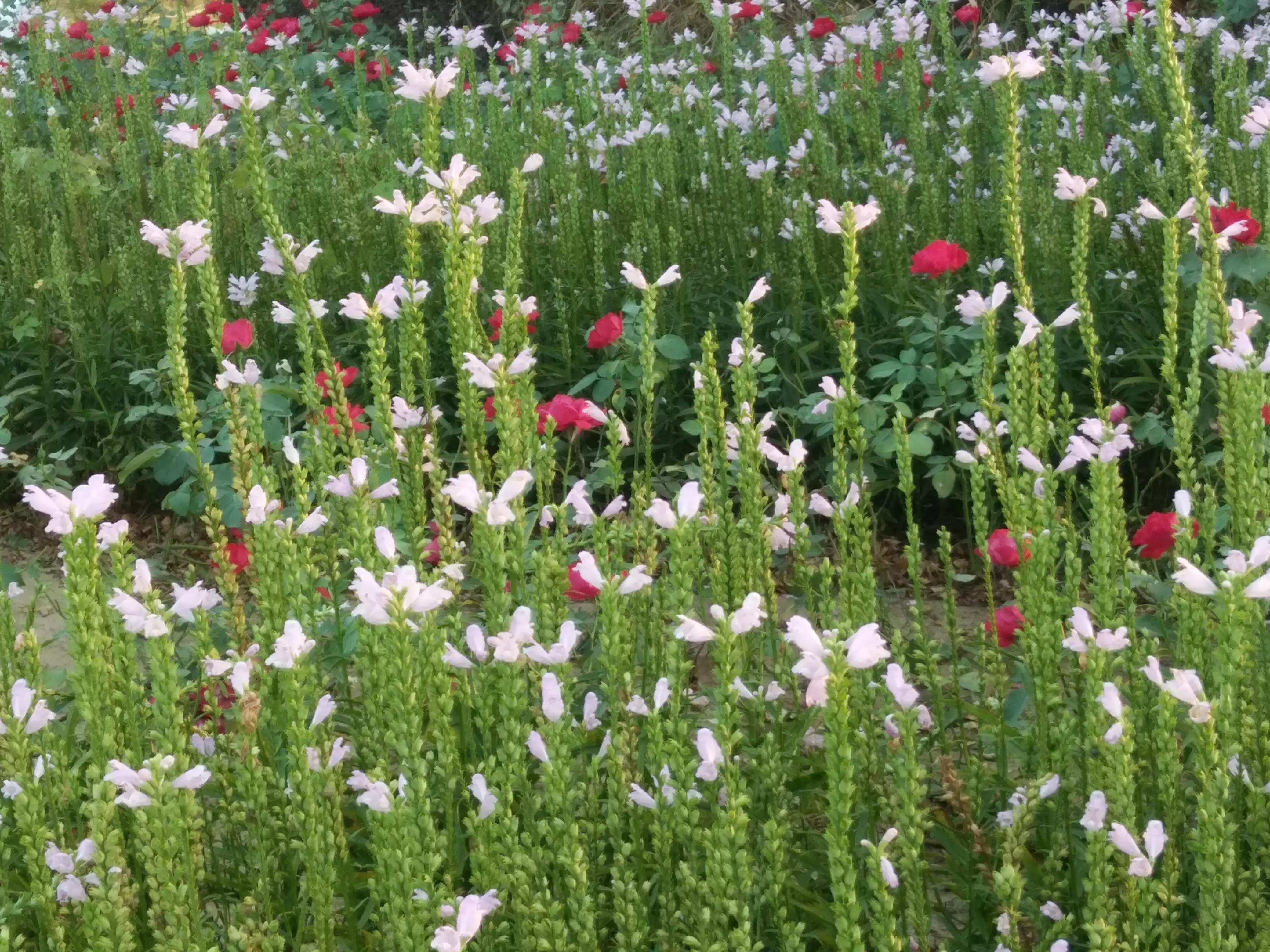 It's amazing how tenacious these plants are - iNEWS