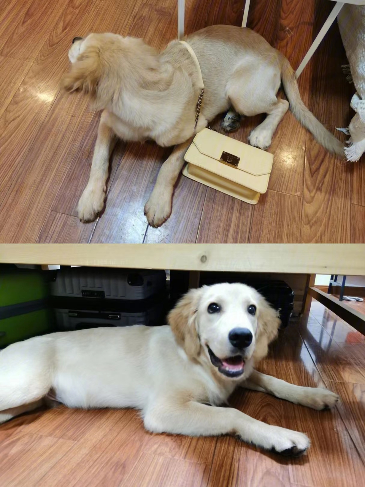 There are three major causes of neuritis in dogs, and many parents have ...