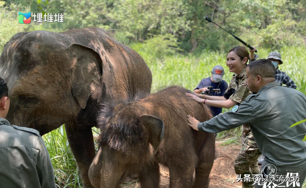 TVB's "Infinite Road 2: Priceless Guarantee" is over 200 million, what ...