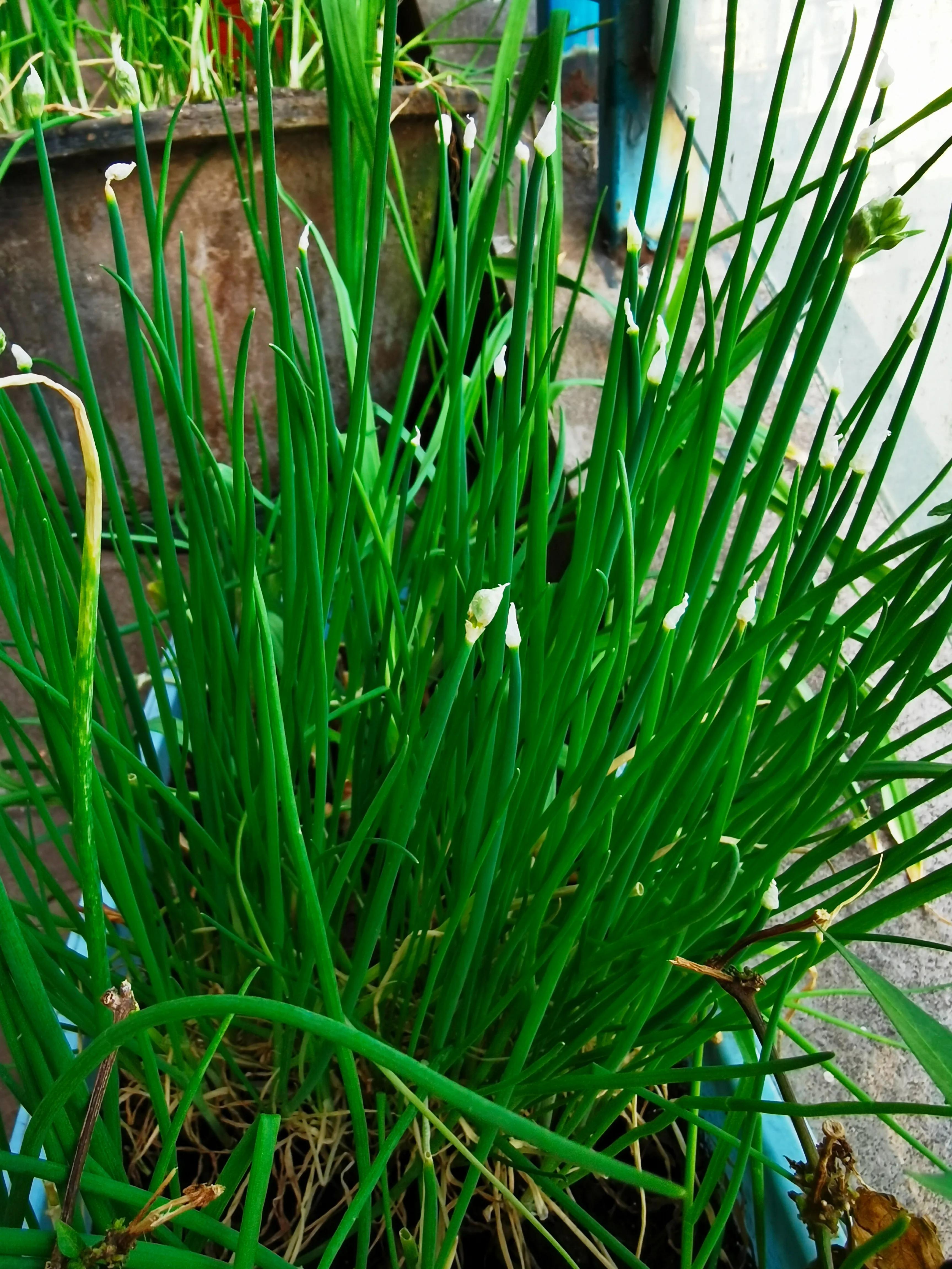 Plant flowers and plants, and plant some seasoning plants. In ...