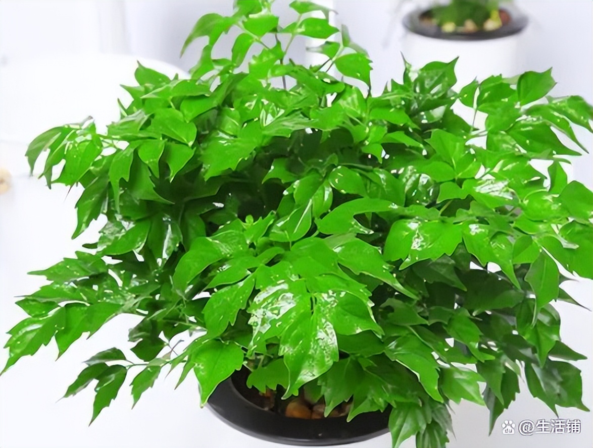 Breeding methods and precautions of happiness tree, do 4 things well ...