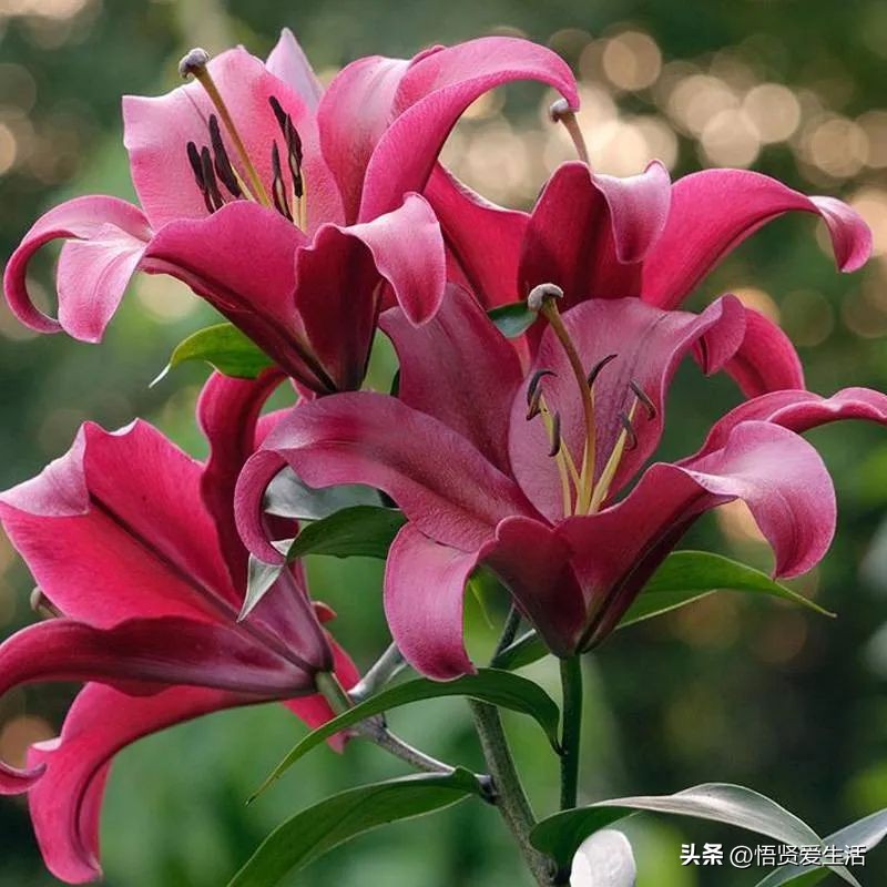 Lily bulbs are "living perfume". Keep a pot at home, the nose is full ...